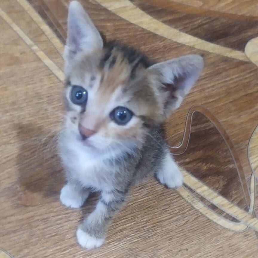 Кошки бесплатно