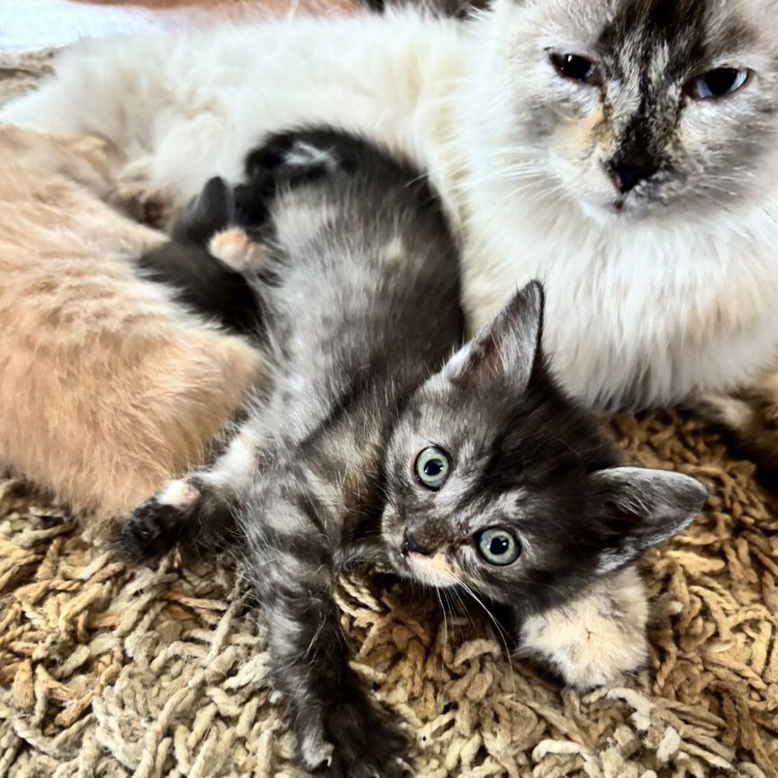 Отдам котят в добрые руки