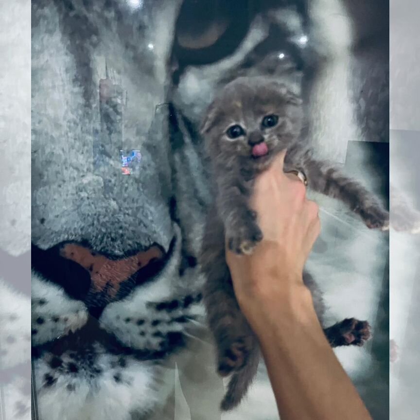 Шотландский вислоухий короткошёрстный котёнок