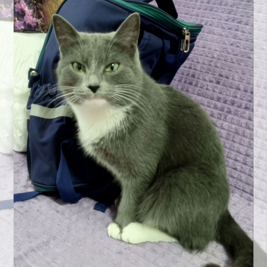 Взрослая, кошка в добрые руки