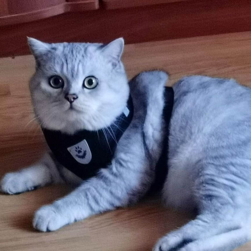 Вязка кошек скоттиш страйт