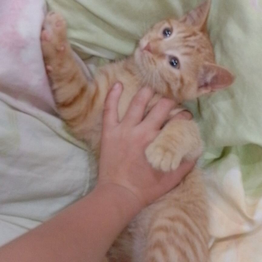 Шатланский котёнок