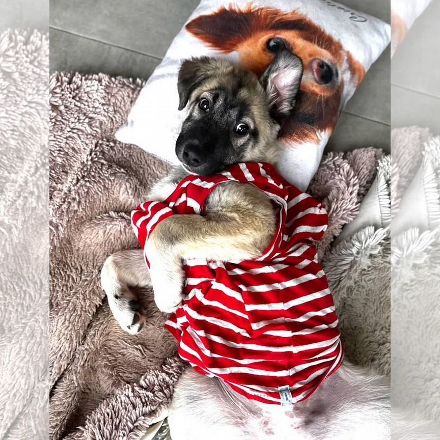 Щенок в добрые руки