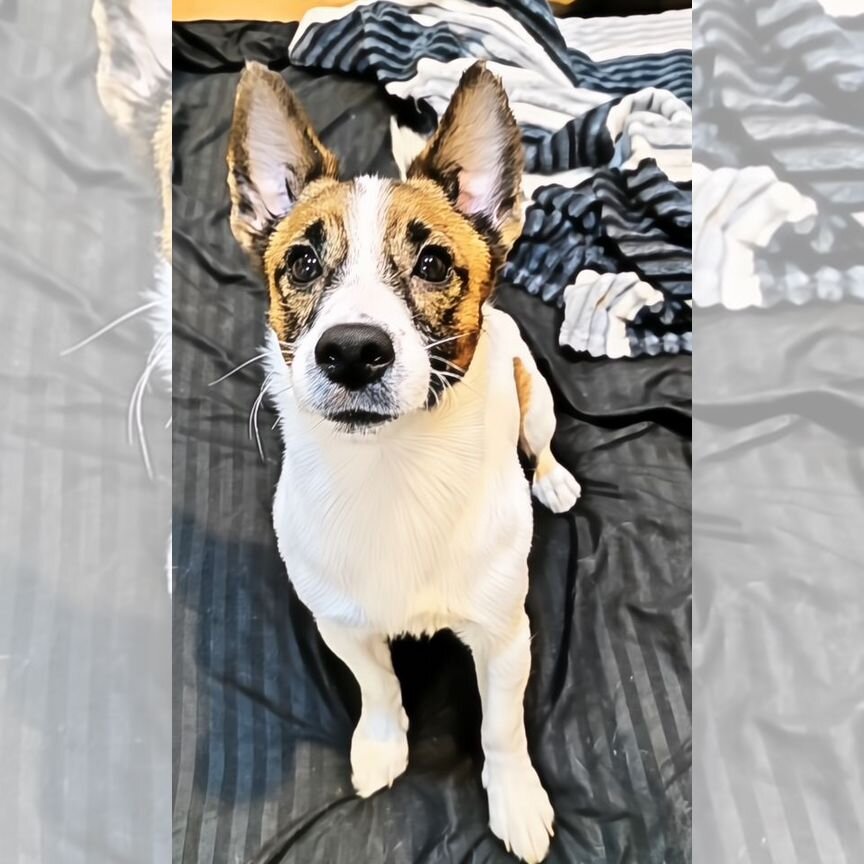 Джек-рассел-терьер, взрослый пёс