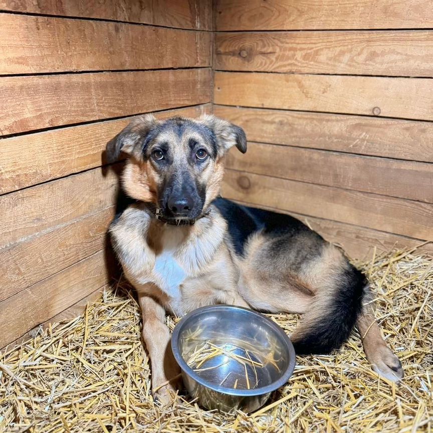 Собака Джун в добрые руки Кобель черный рыжий