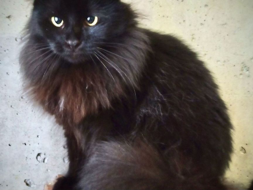 Пушистая черная робкая кошка