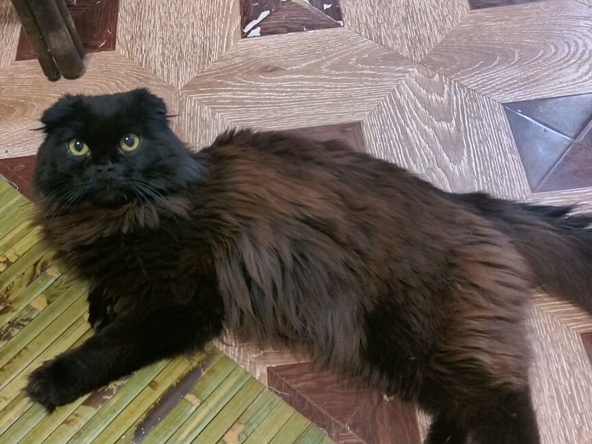 Молодой шотландский вислоухий кот