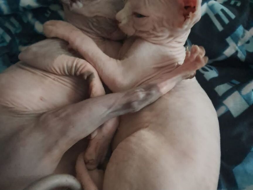 Канадский сфинкс котенок