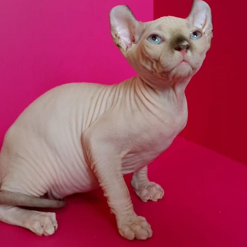 Девочки и мальчики эльфы