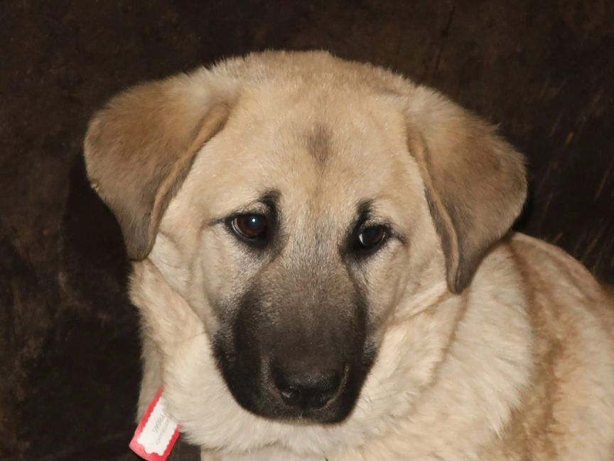 Щенки-подростки