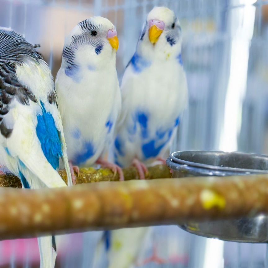 Волнистые Попугаи Клетки Доставка