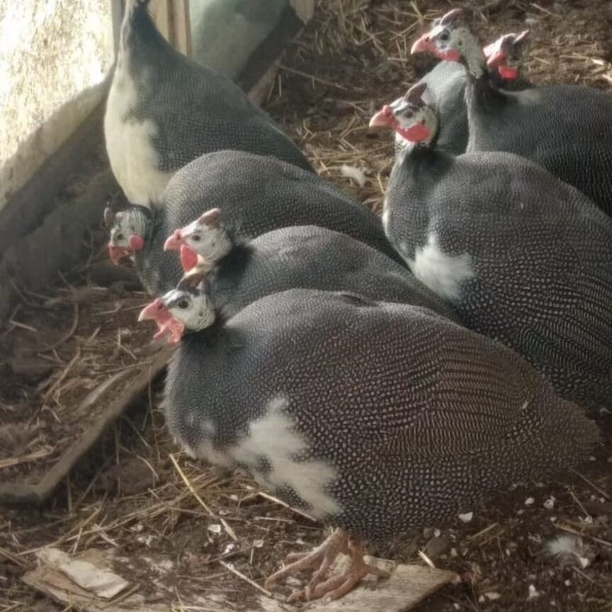 Цесарки