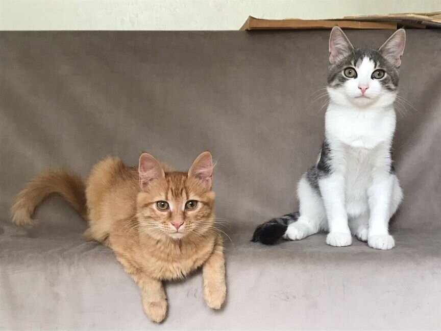 Котята 4,5 мес