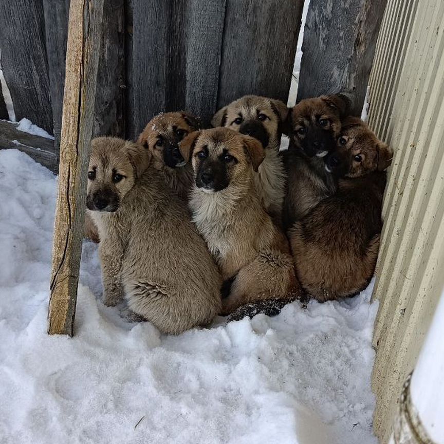 Щенок в добрые руки