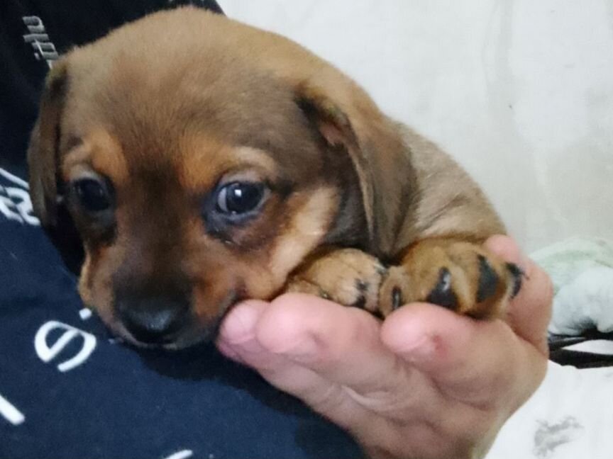 Чивини с чиохуа