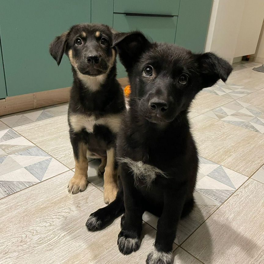 Щенки девочки были выброшены на улицу