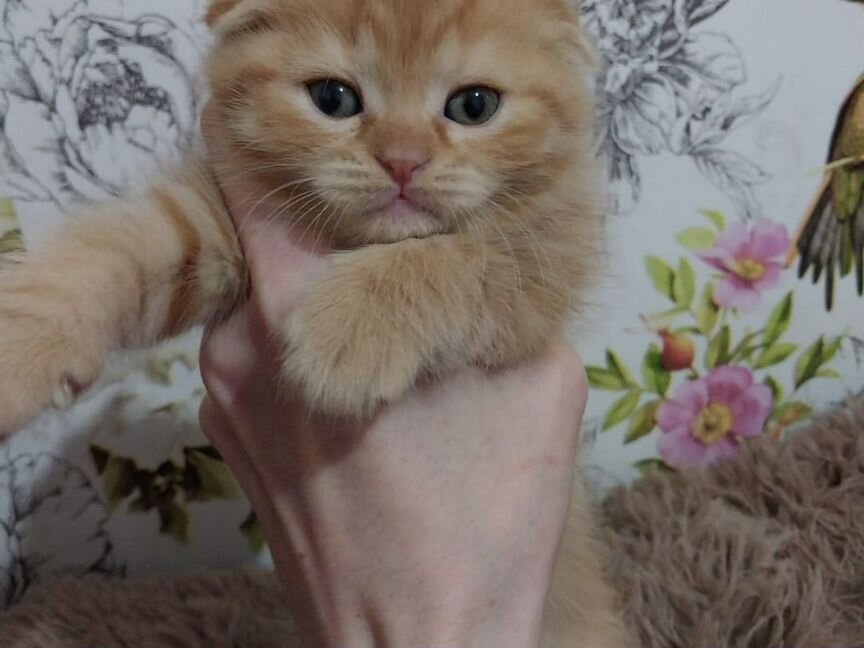 Шотландские котята