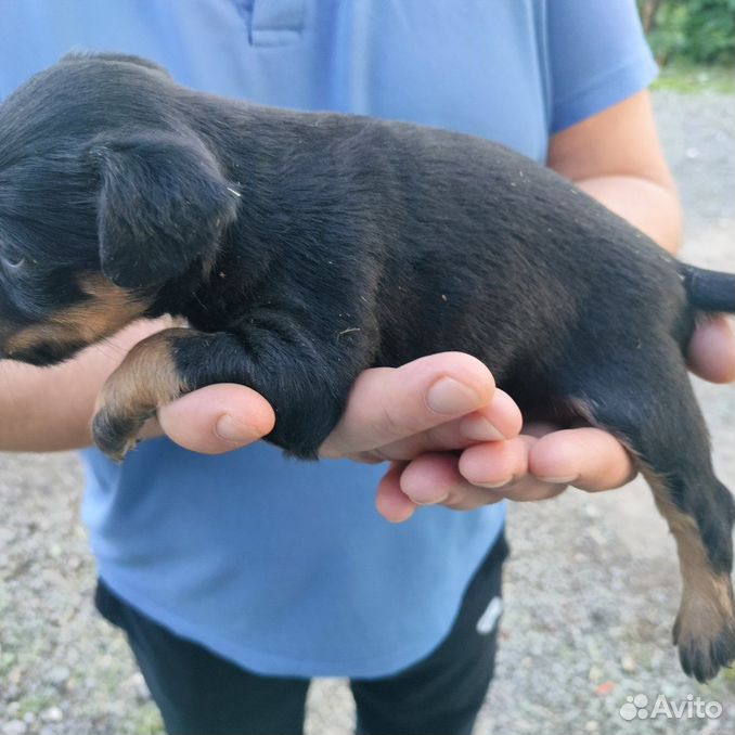 Продаются щенки ягдтерьер