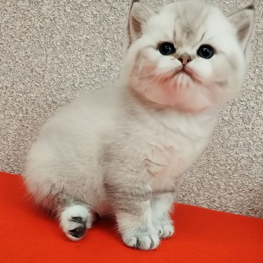 Шотландский прямоухий короткошёрстный котёнок