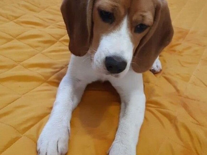 Щенки бигль с документами