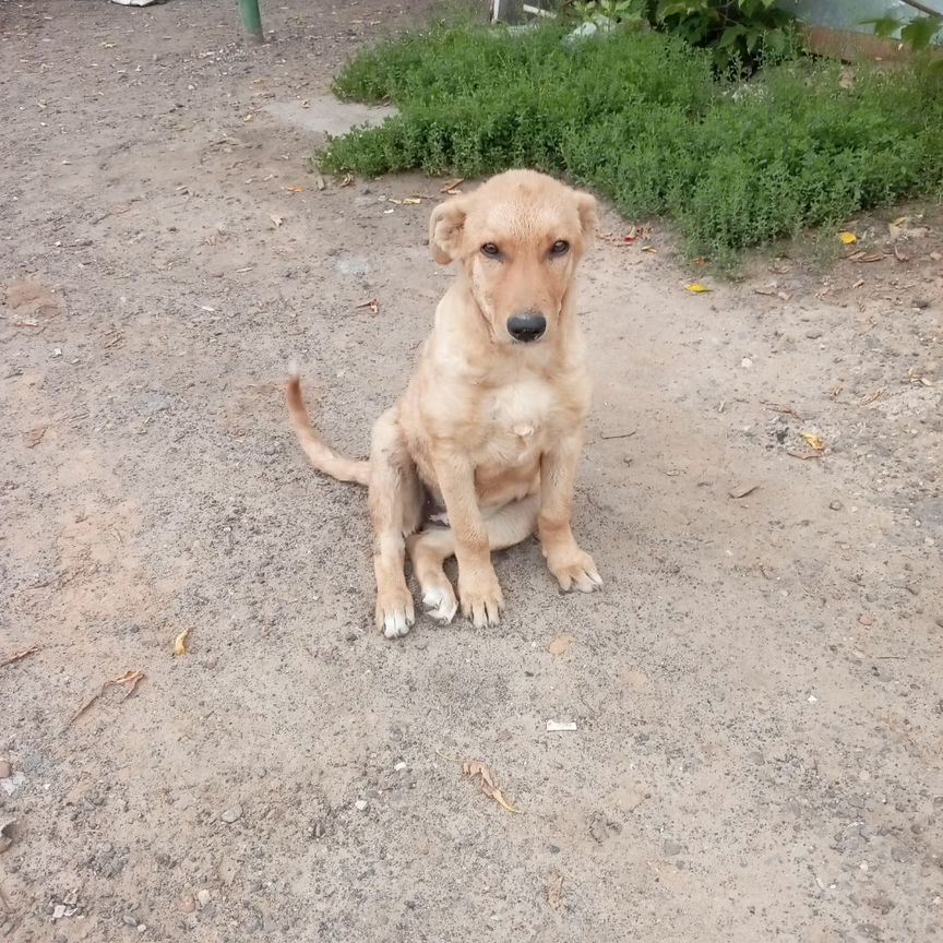 Щенок в добрые руки