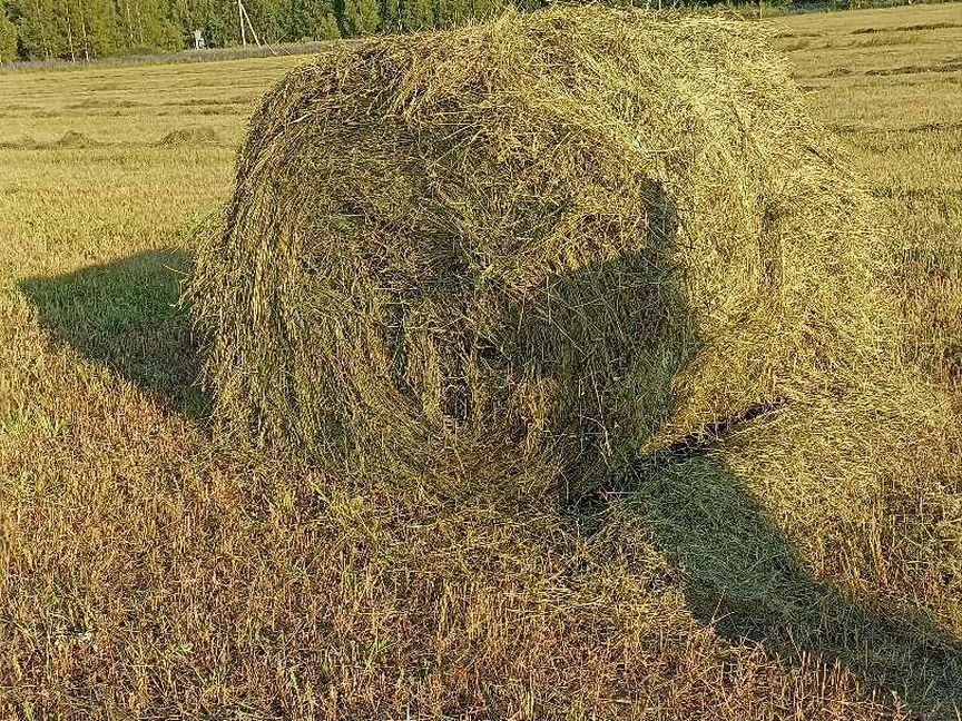 Сено в рулонах. зерно овёс