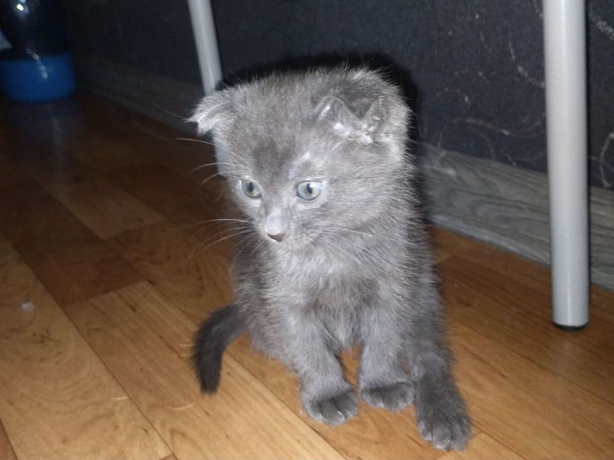 Кошка Веслаухая