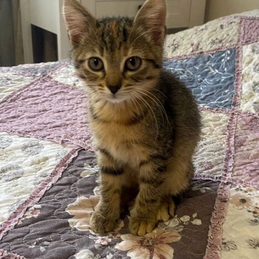 Канадский сфинкс котёнок