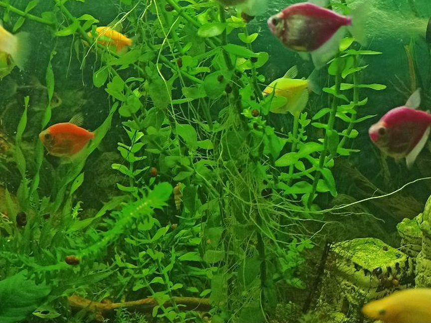 Аквариумные растения прополка
