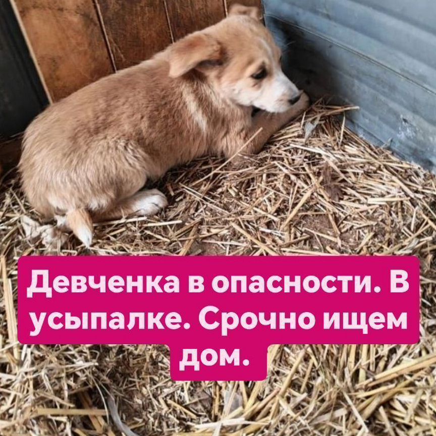 Щенок в добрые руки