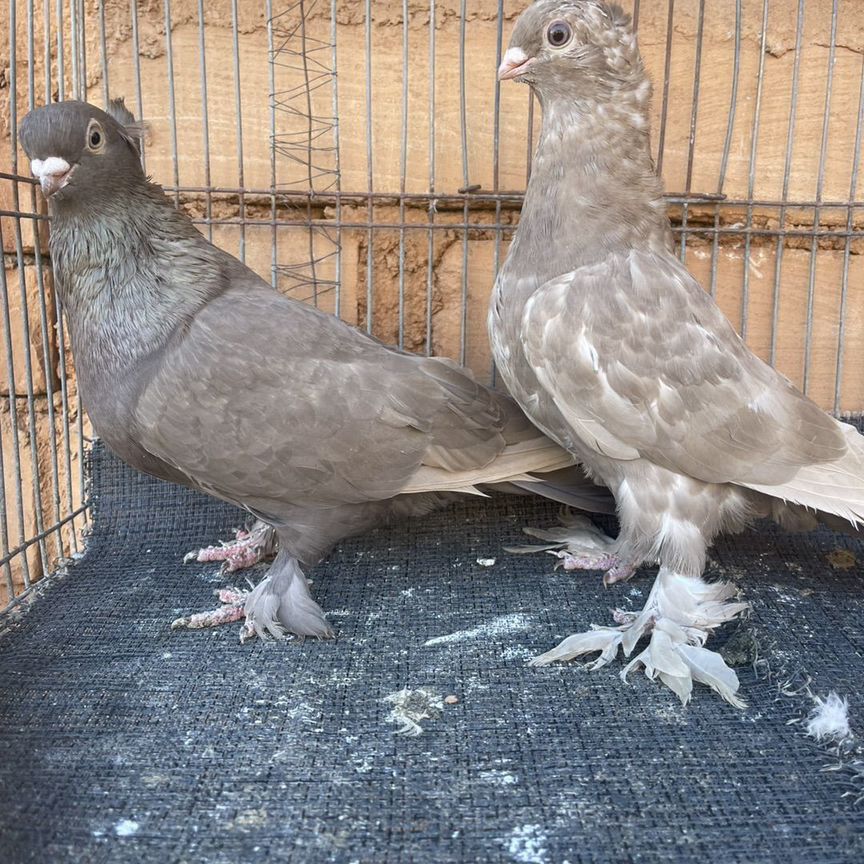 Голуби Узбекские