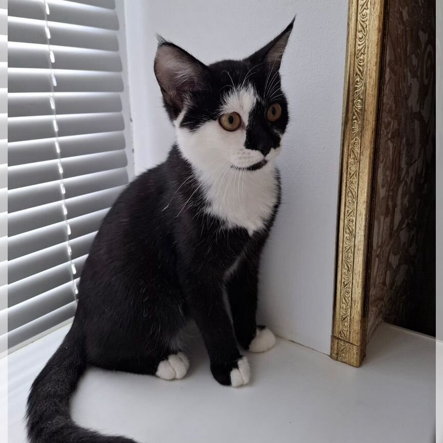 Котята
