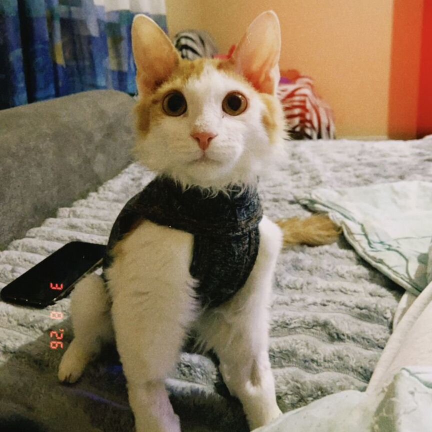 Мейн-кун котёнок