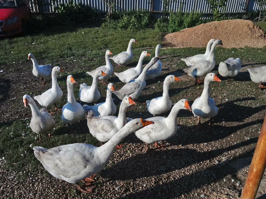 Гуси линдовские