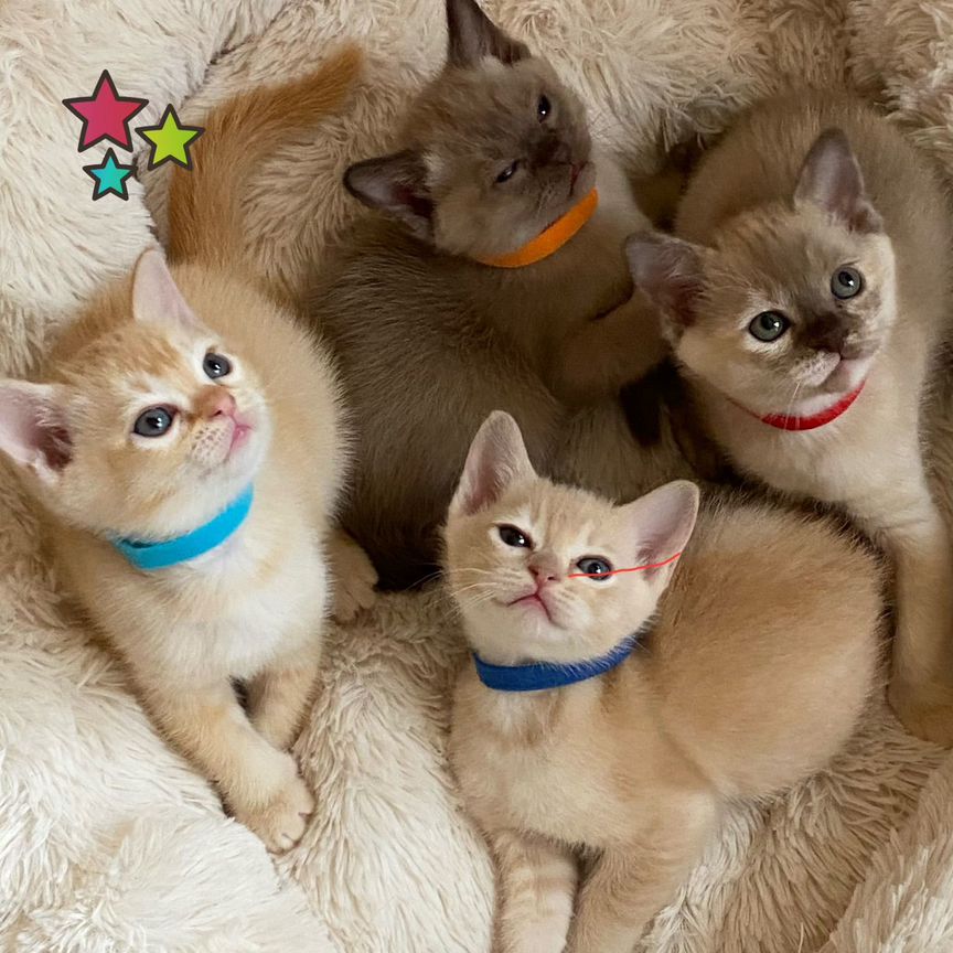 Бурманские котята
