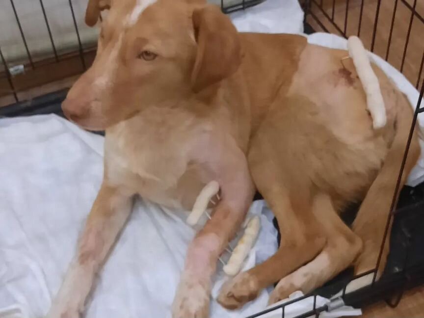 На пешеходном переходе сбили молодого пса