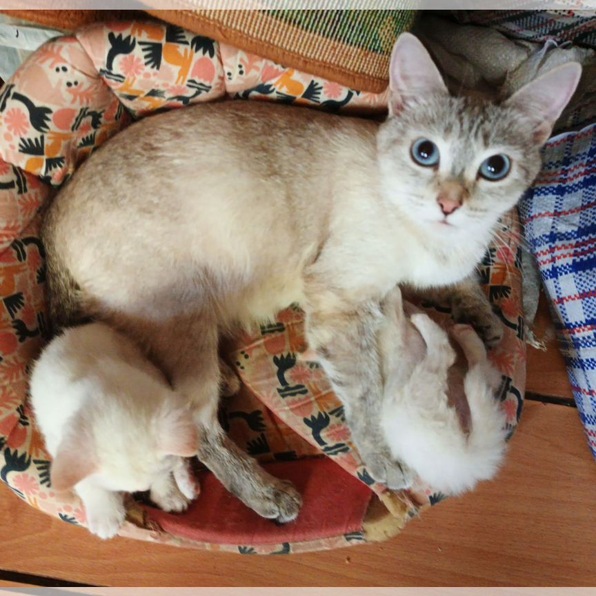 Котёнок в добрые руки