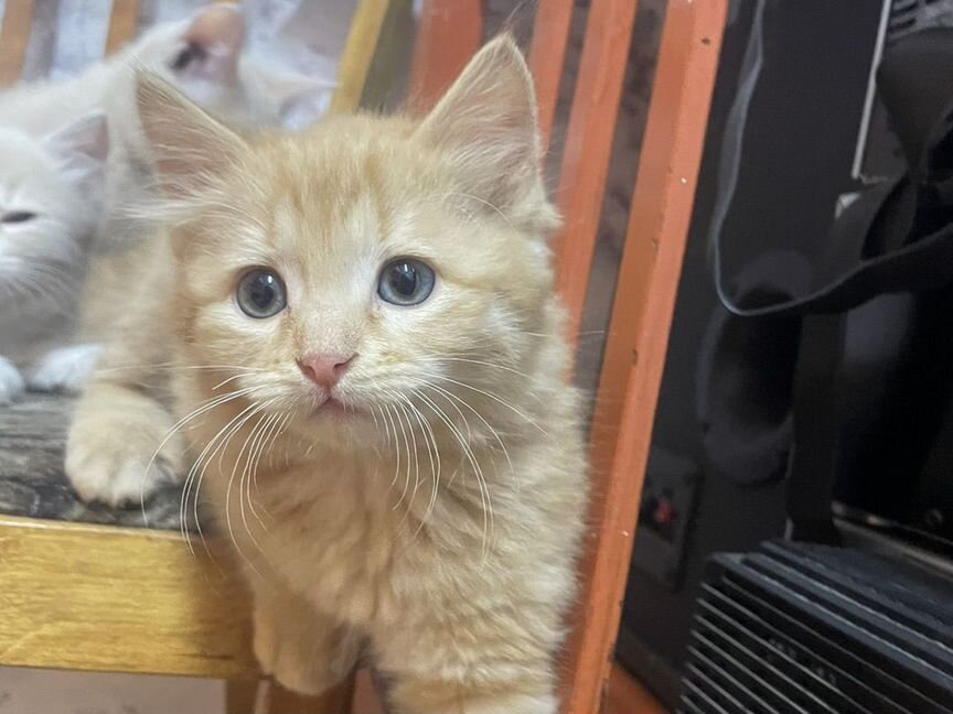 Кошка