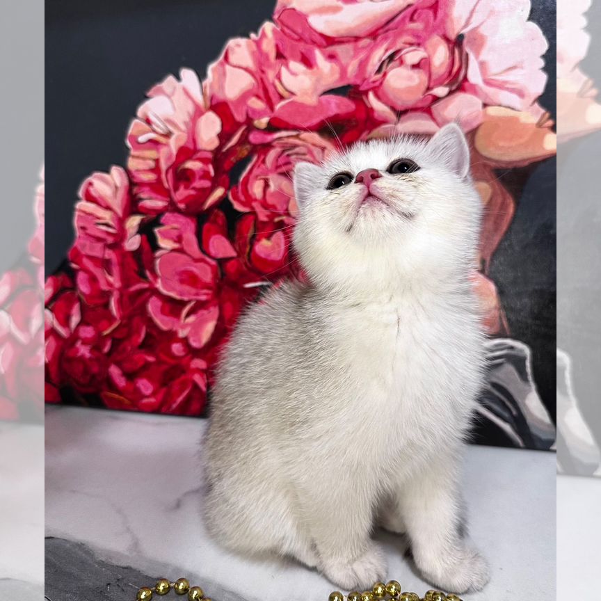 Шотландские вислоухие котята