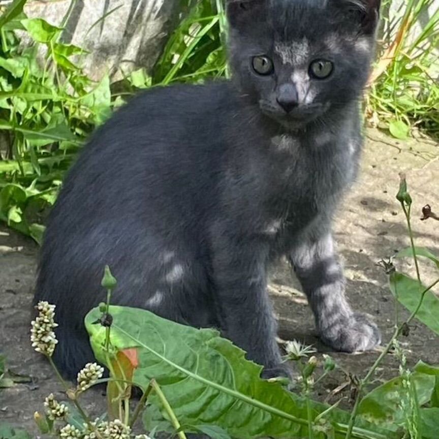 Кошки в добрые руки бесплатно