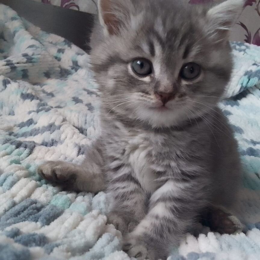 Шотландский котик