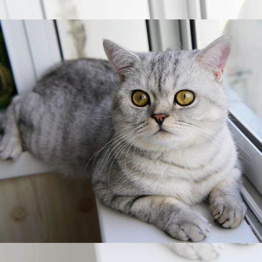 Шотландская кошка в беде, очень нужен дом