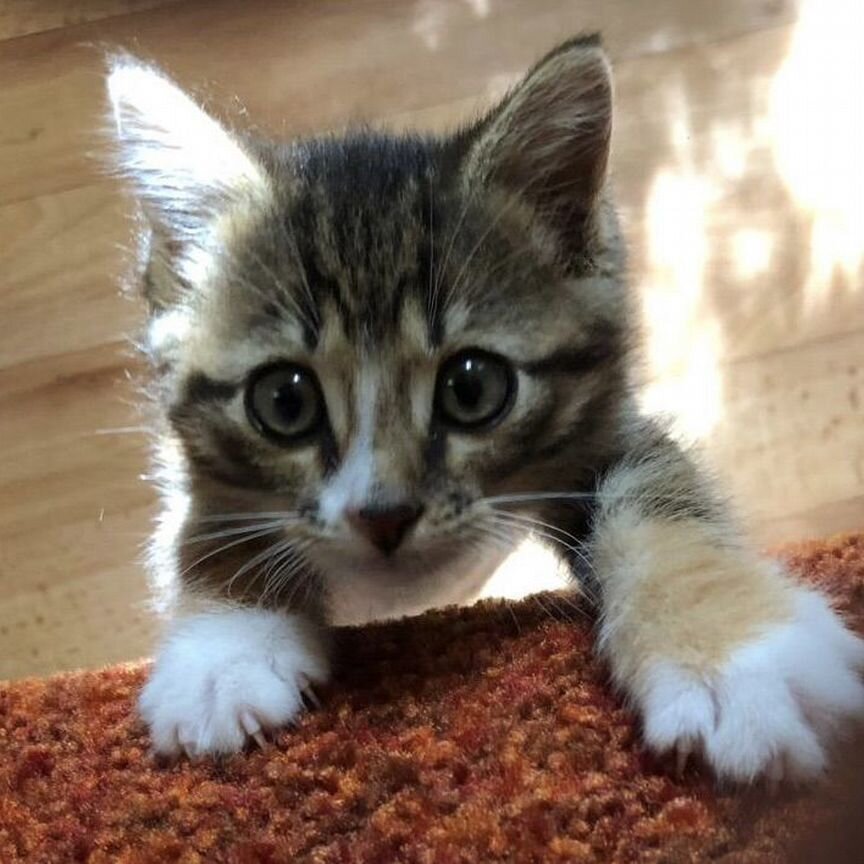 Котенок в добрые руки