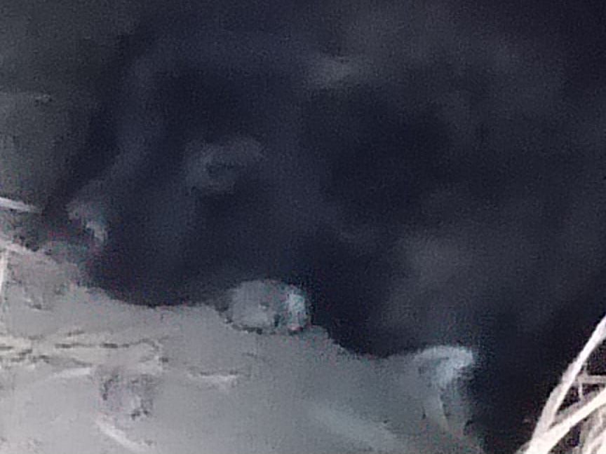 Брошенки в добрые руки