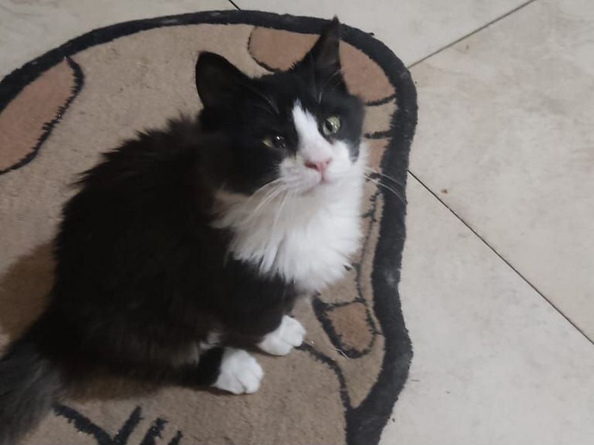Котёнок кент