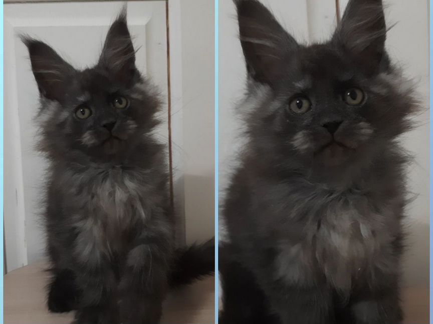 Мейн кун котята чёрный дым полидакт