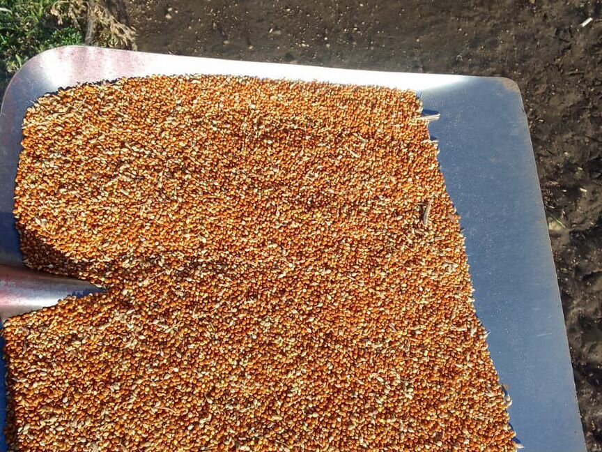 Просо красное