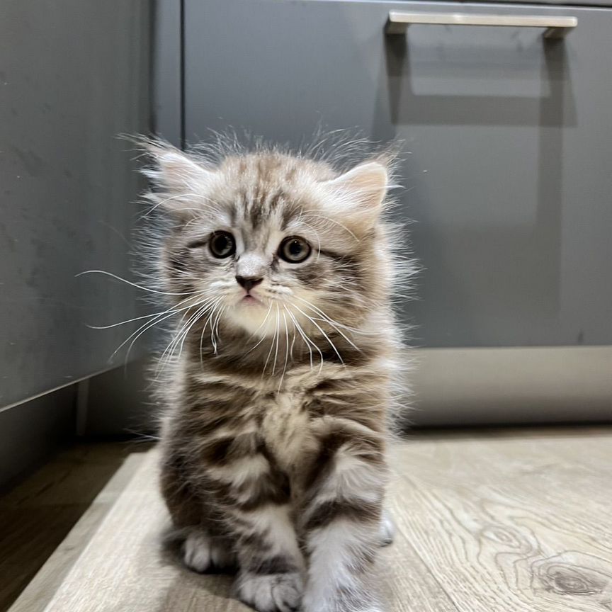 Шотландские котята