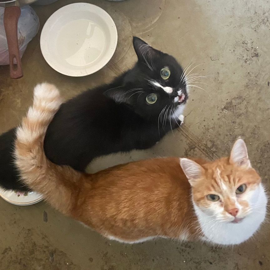 Взрослая кошка в добрые руки