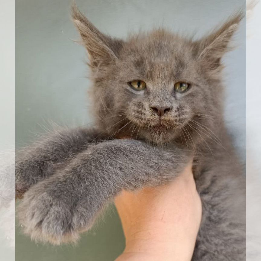 Мейн-кун крупный мальчик голубой солид классика